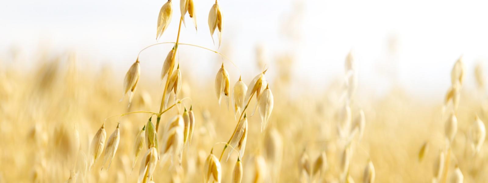 Webinar - Irish Oats: The Perfect Plant-Based Solution | Tirlán Ingredients